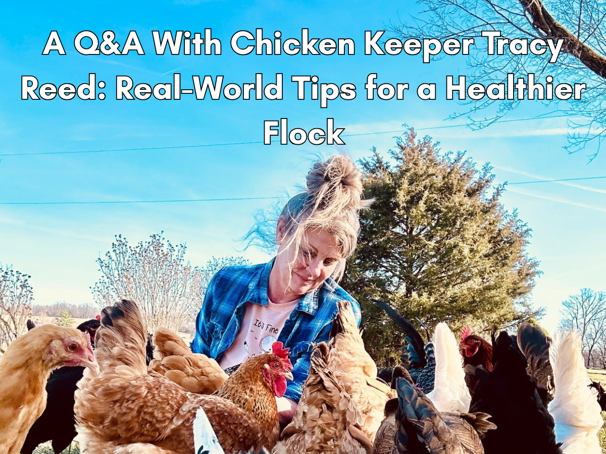 A Q&A With Chicken Keeper Tracy Reed: Real-World Tips for a Healthier ...